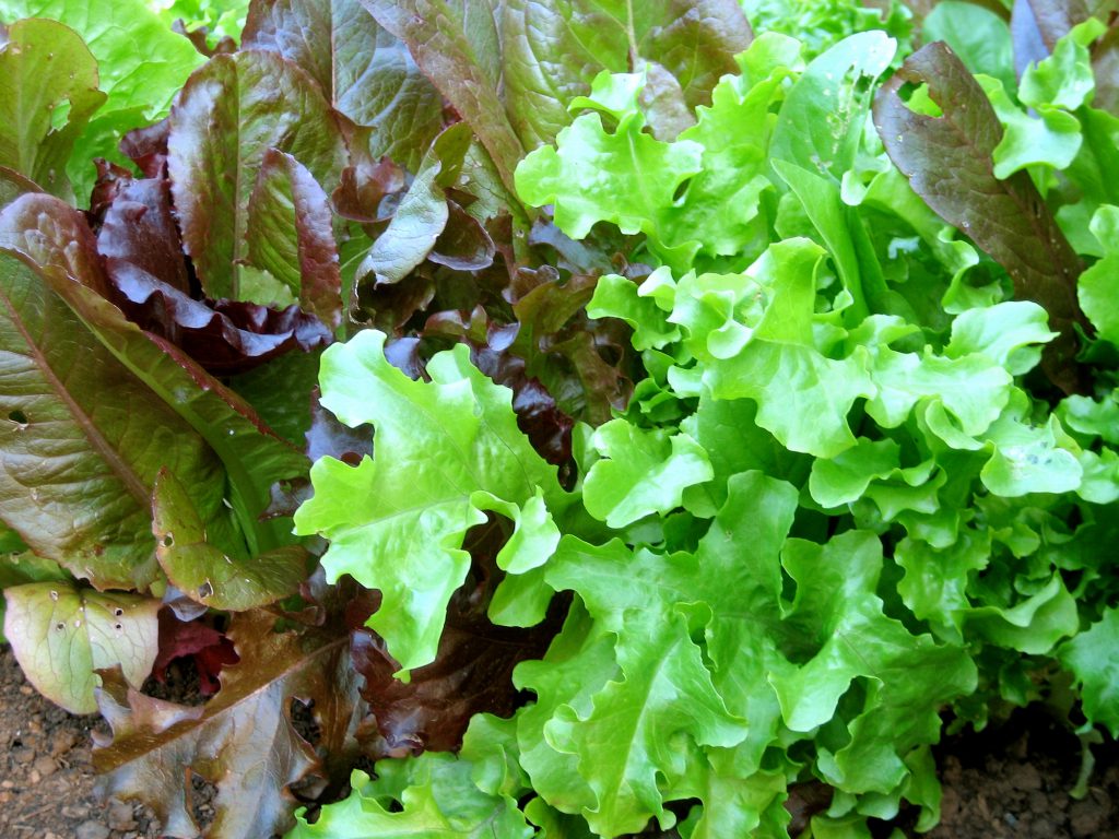 lettuce-vegetables - Berkeley Horticultural Nursery Berkeley ...