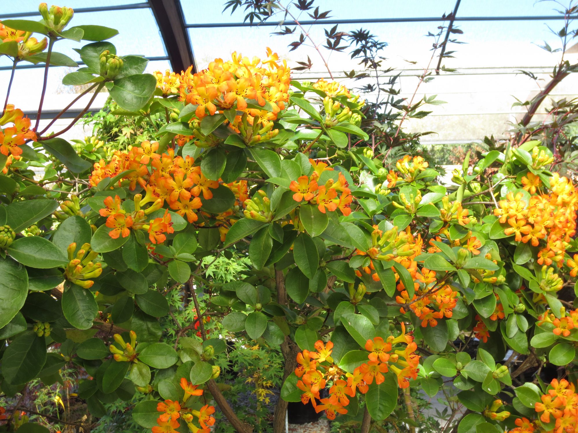 Vireya Rhododendrons - Berkeley Horticultural Nursery Berkeley ...
