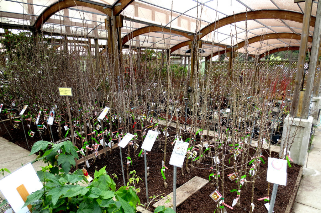 bare-root - Berkeley Horticultural Nursery Berkeley Horticultural Nursery