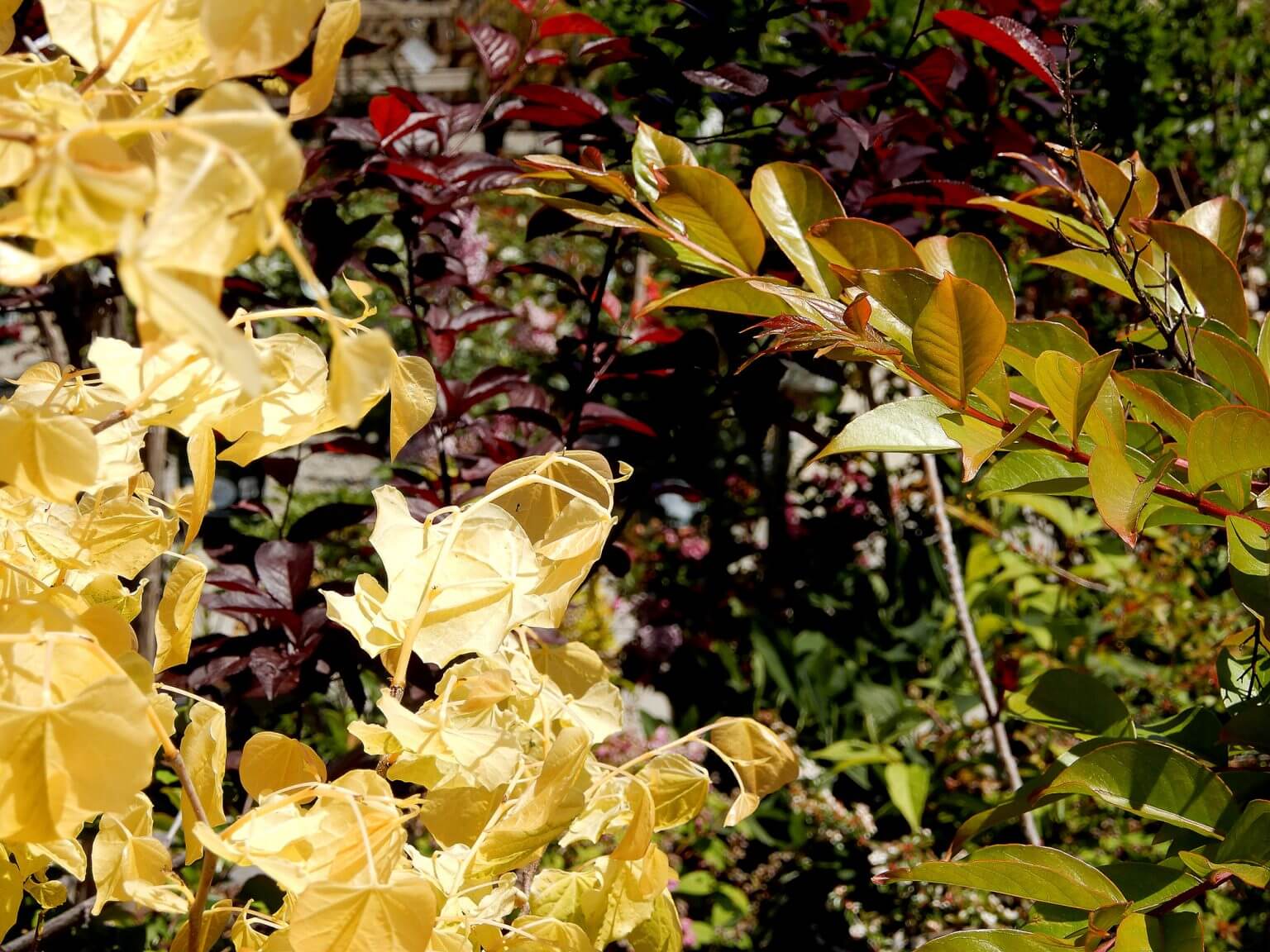 Deciduous shrubs - Berkeley Horticultural Nursery Berkeley ...