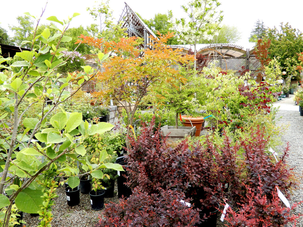 deciduous-shrubs - Berkeley Horticultural Nursery Berkeley ...