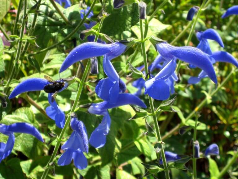 Salvia patens Guanajuato - Berkeley Horticultural Nursery Berkeley ...