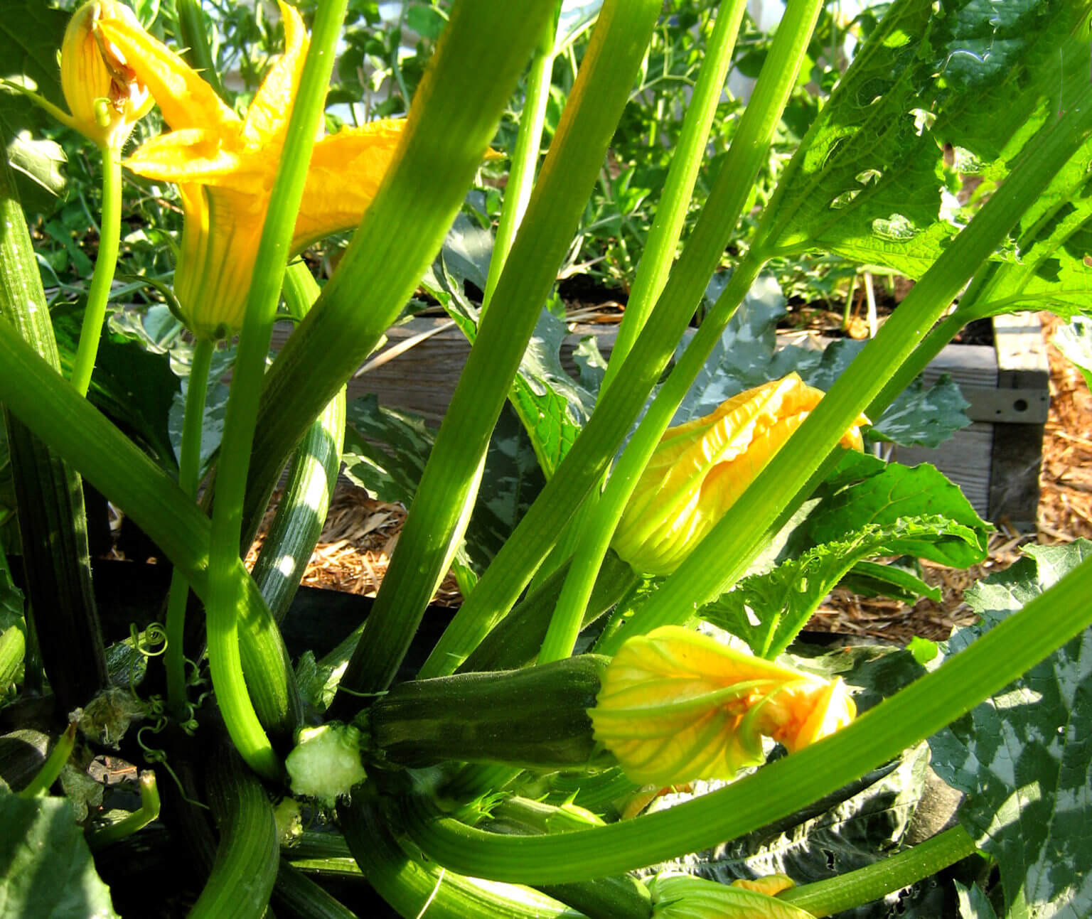 squash blossoms - Berkeley Horticultural Nursery Berkeley Horticultural ...