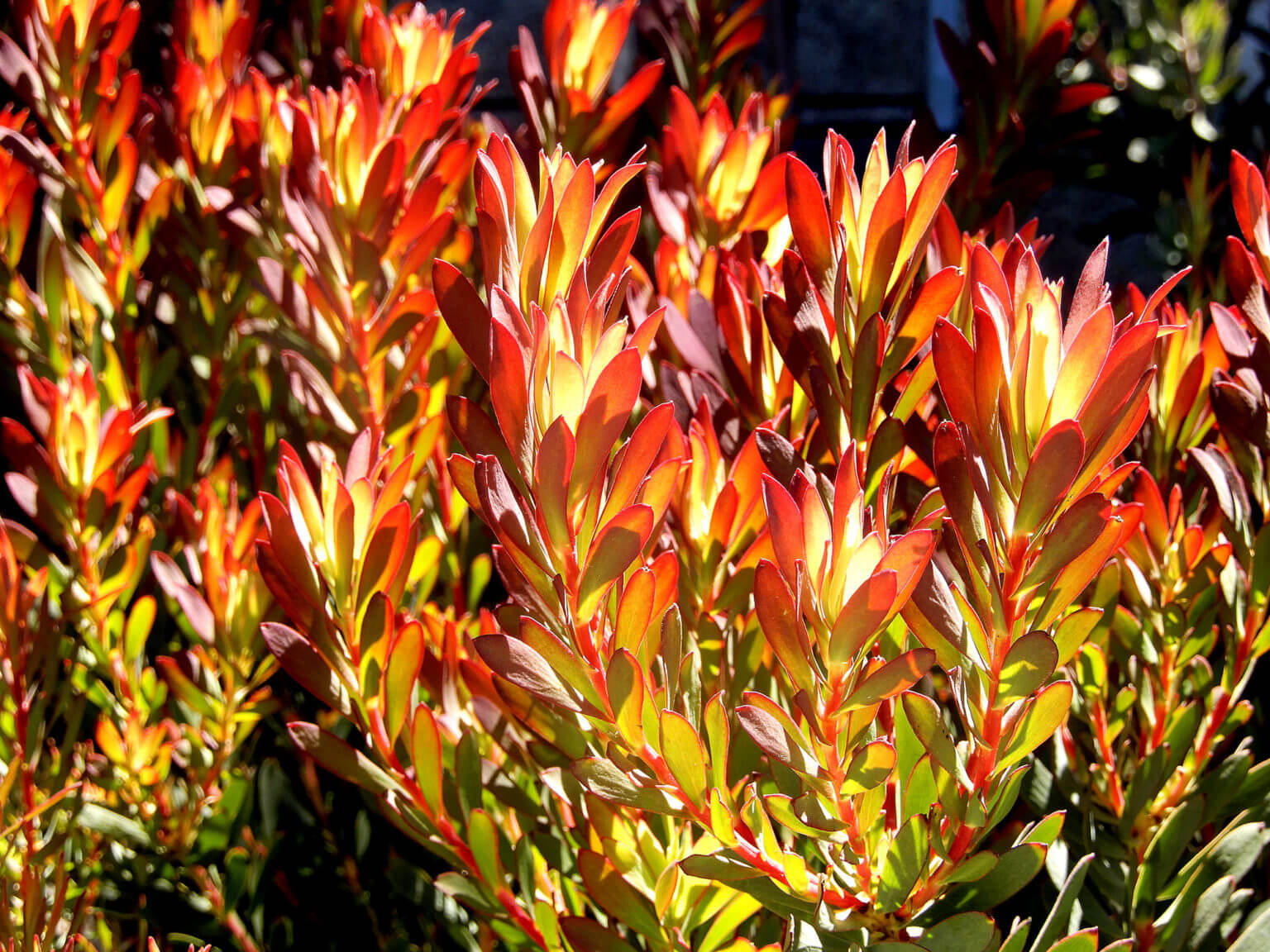 Leucodendron Berkeley Horticultural Nursery Berkeley Horticultural Nursery